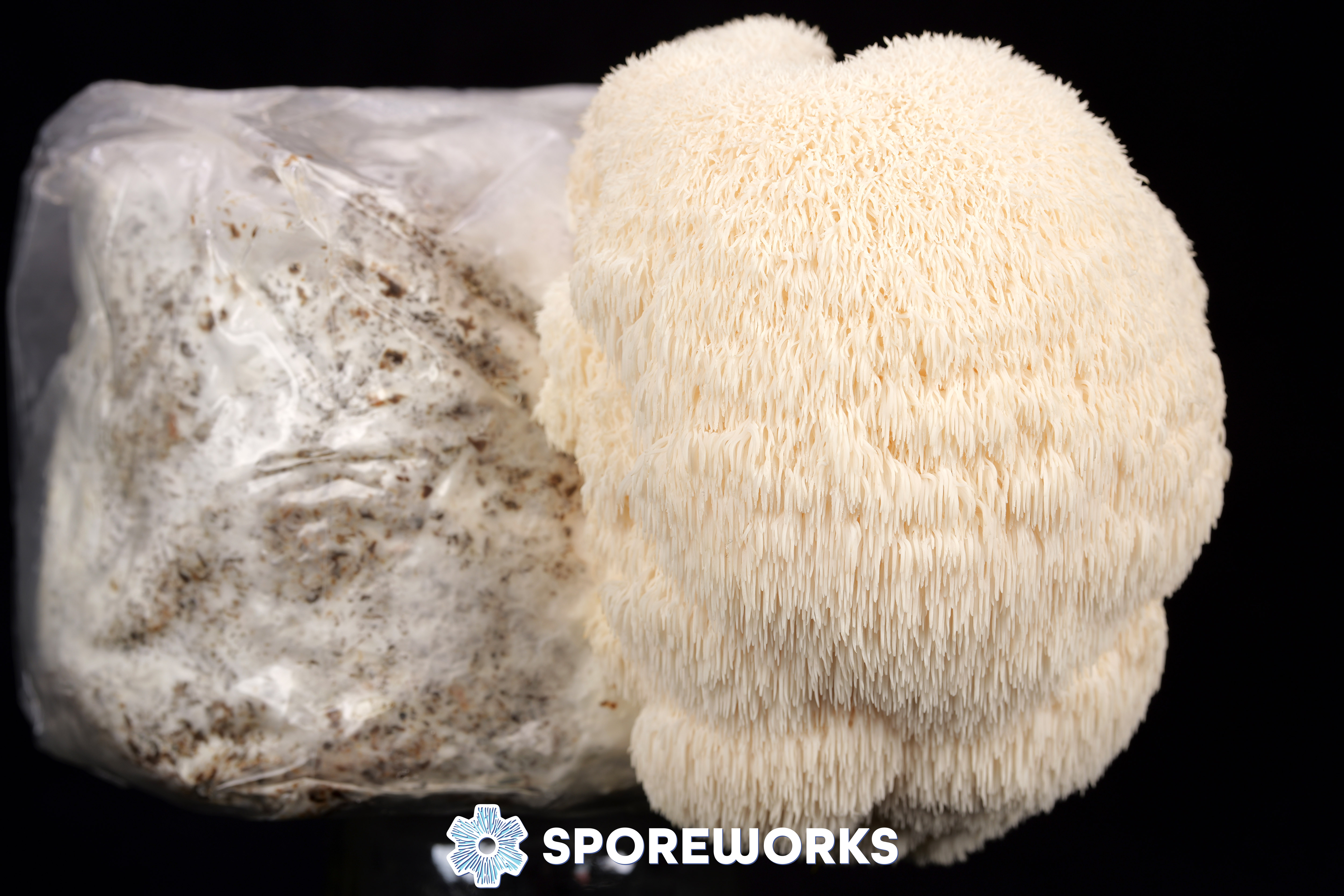 Lion's Mane Liquid Culture